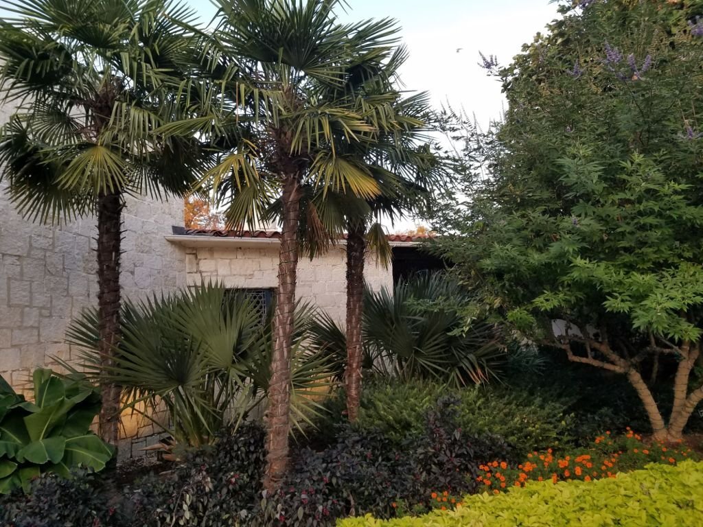 Top Five Palm Trees for Your Garden & Care Tips