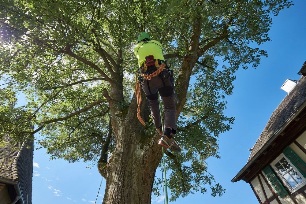 How to Strike a Balance Between Beauty and Safety in Tree Lopping
