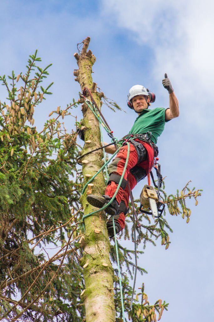 Tree Lopping Experts | Witta