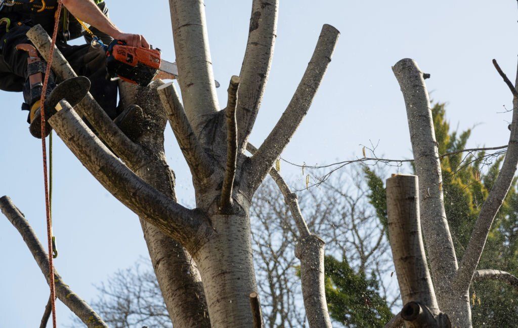 Professional Tree Lopping | Yandina