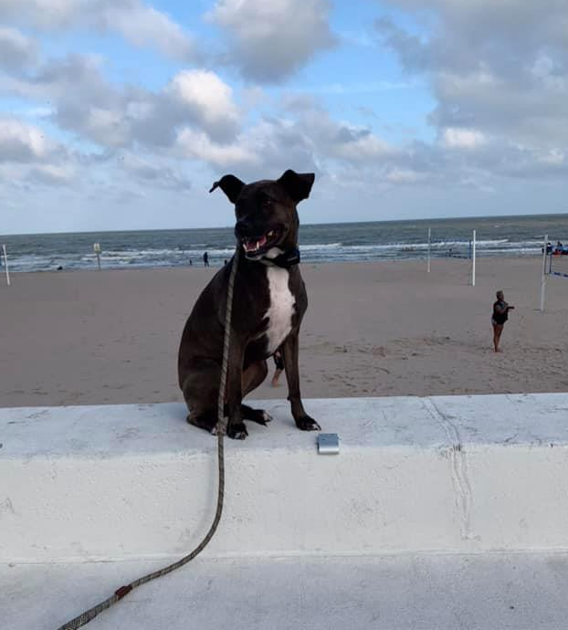 Expert Dog Training in Corpus Christi, TX | Elite K-9