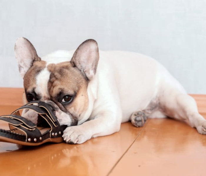 Dog Behaviorist Guide to Chewing | Corpus Christi Texas