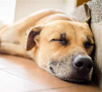 Corpus Christi Dog Training | Train At Home