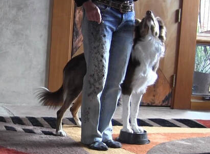 Advanced Dog Obedience Training | Pivot Dog Trainer