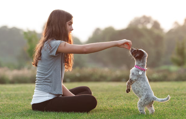 Positive Reinforcement VS Traditional Dog Training TX