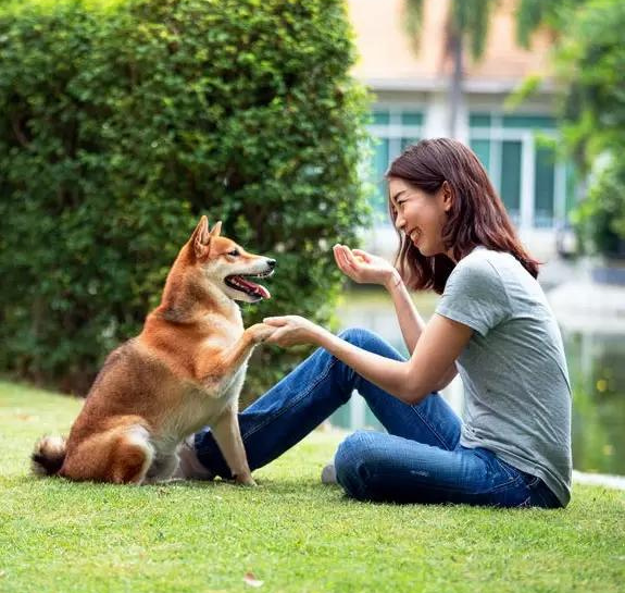 Obedience Dog Training Corpus Christi | A Healthy Habit