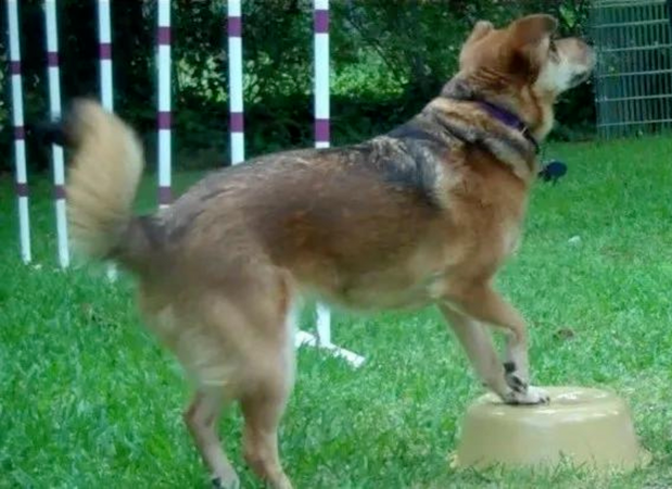 Advanced Dog Obedience Training | Pivot Dog Trainer