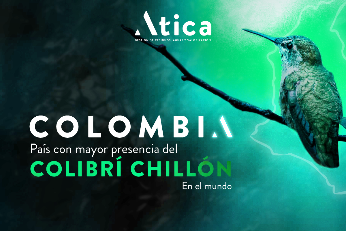 Colombia es el país con mayor presencia de colibrí chillón en el mundo