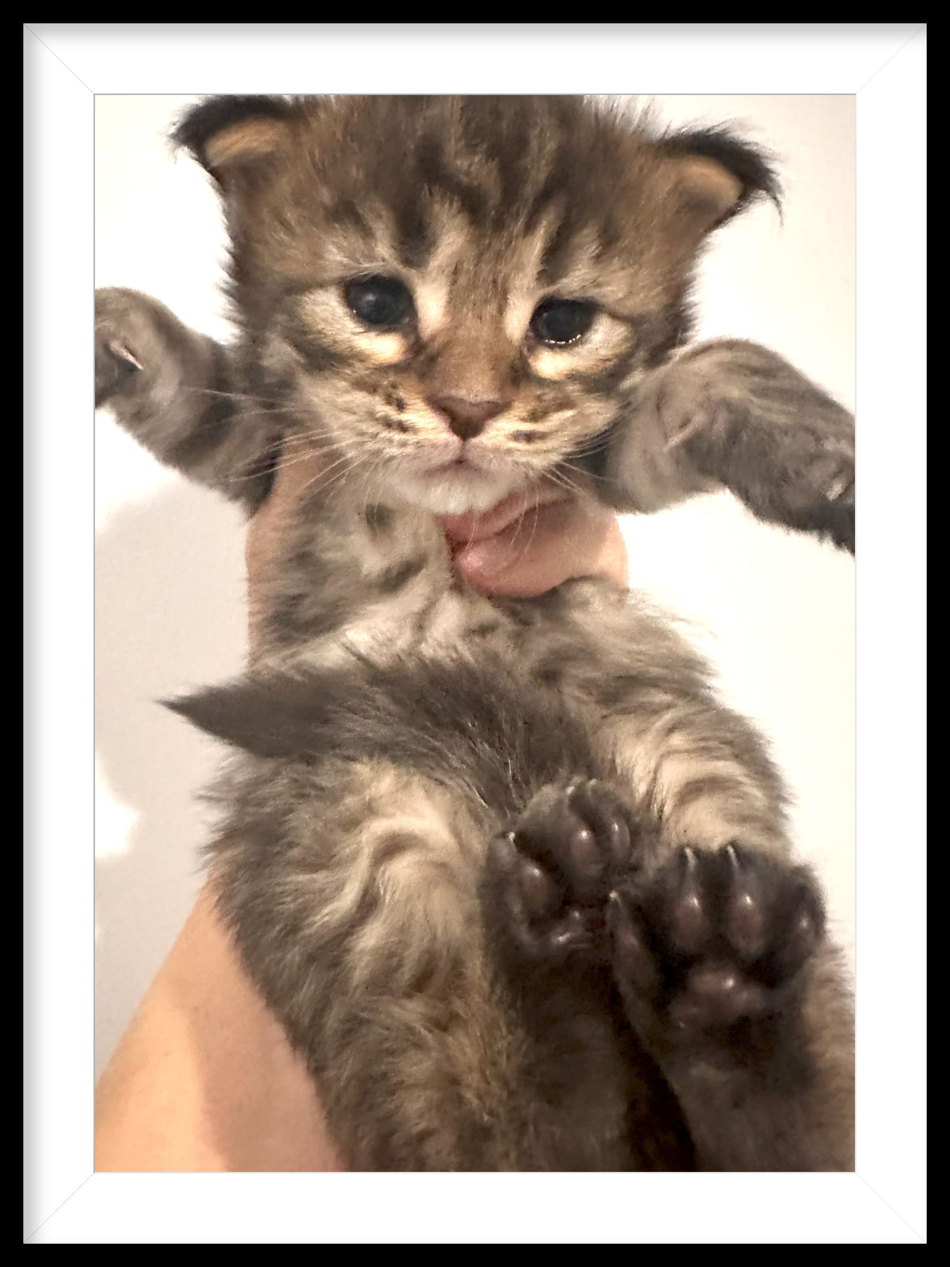 Available Maine Coon Kittens