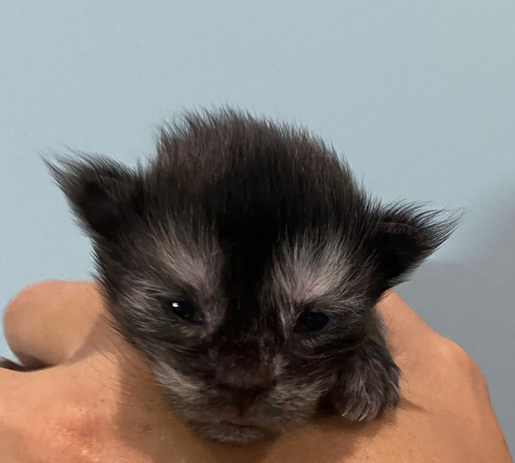 Prices, Kitten Form and Health