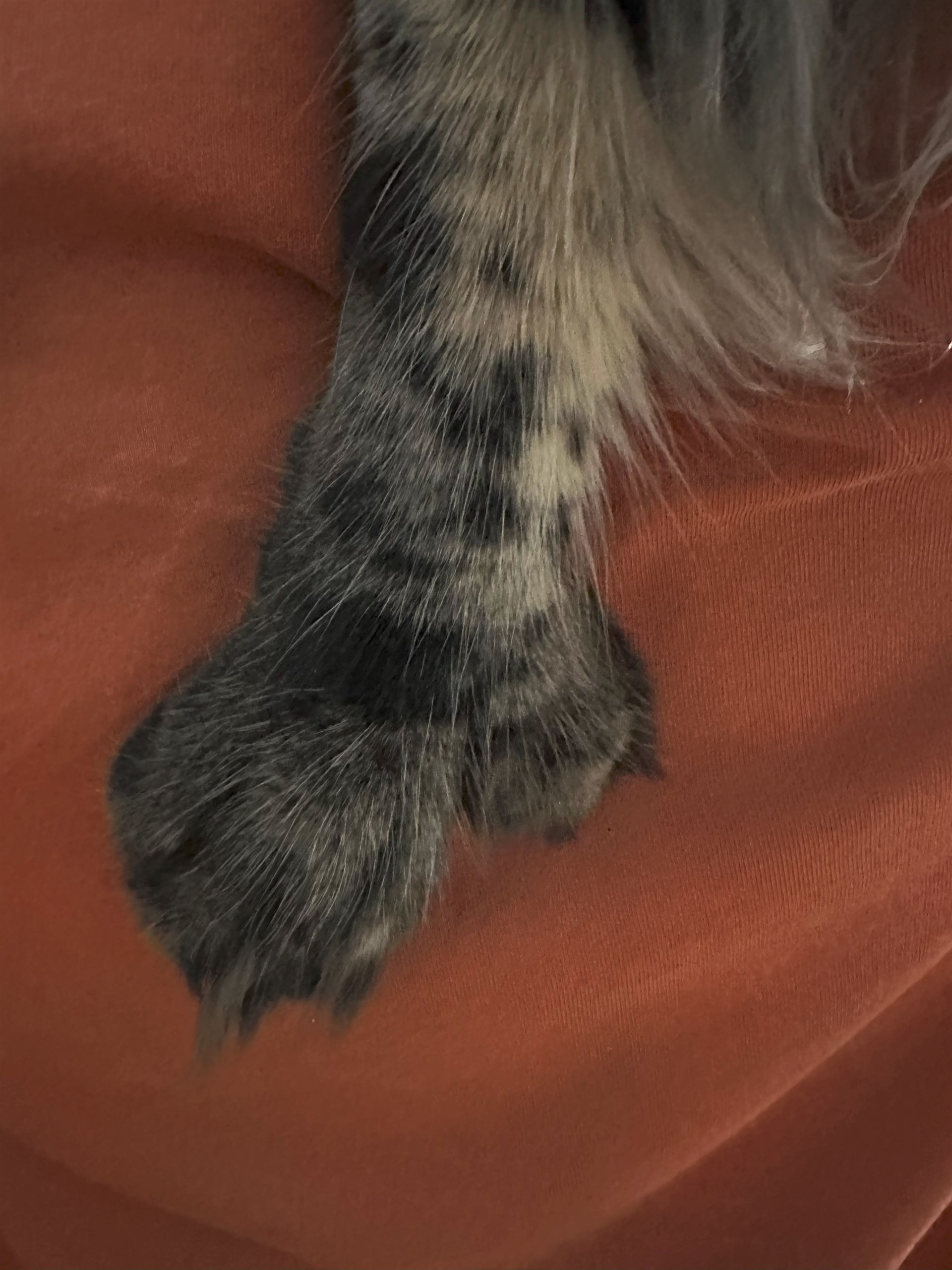 POLYDACTYL INFO.