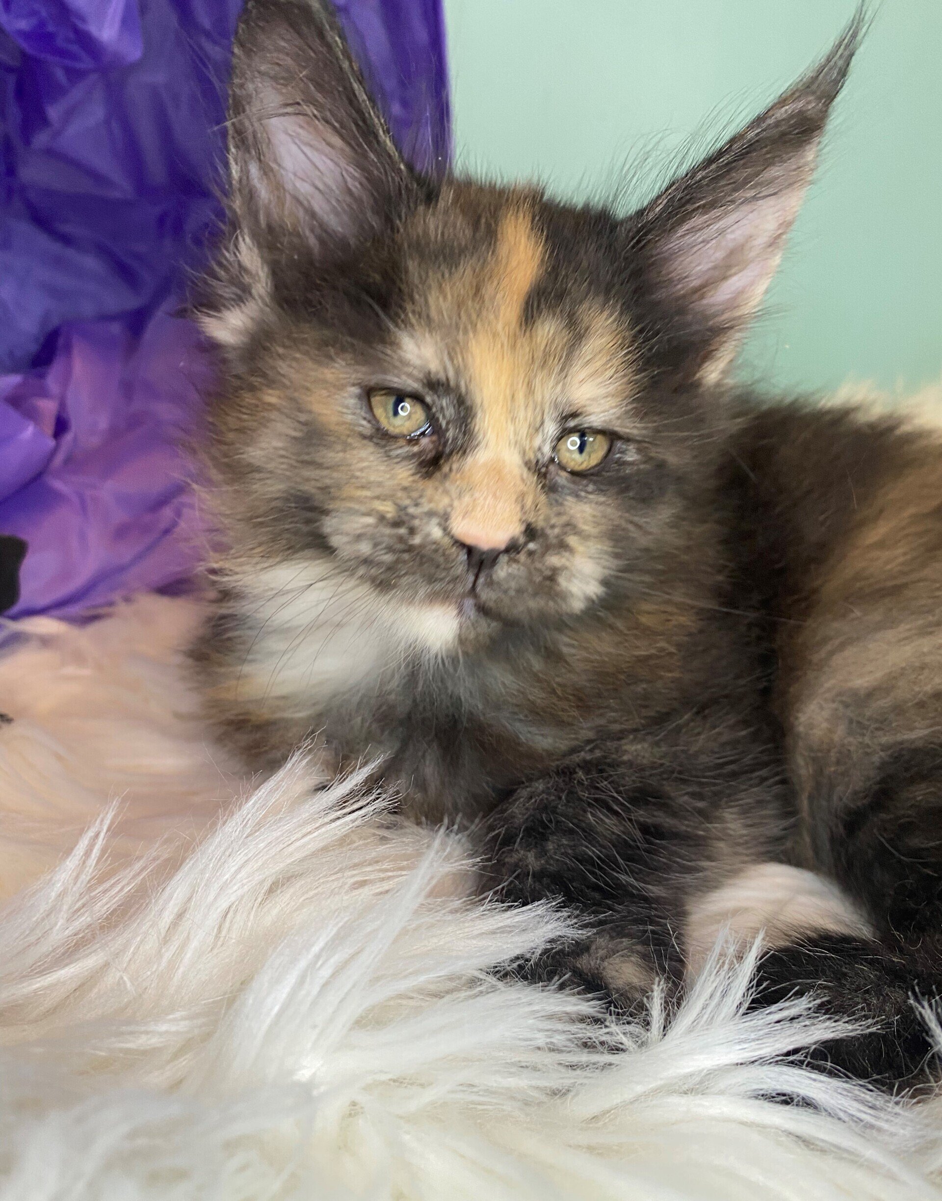 Crescent Moon Maine Coons