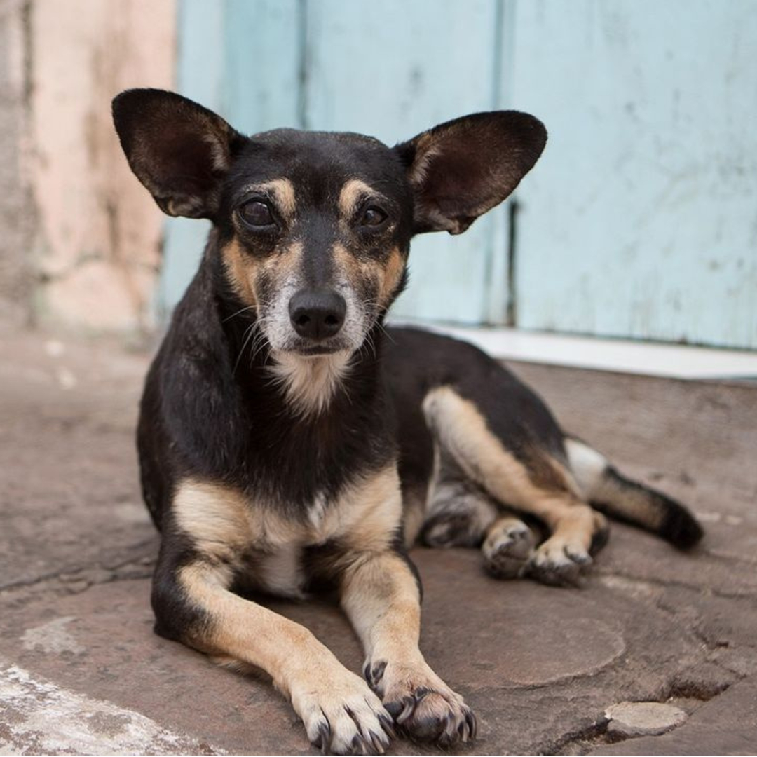 Participa en nuestras iniciativas de apoyo a animales y perros en México.