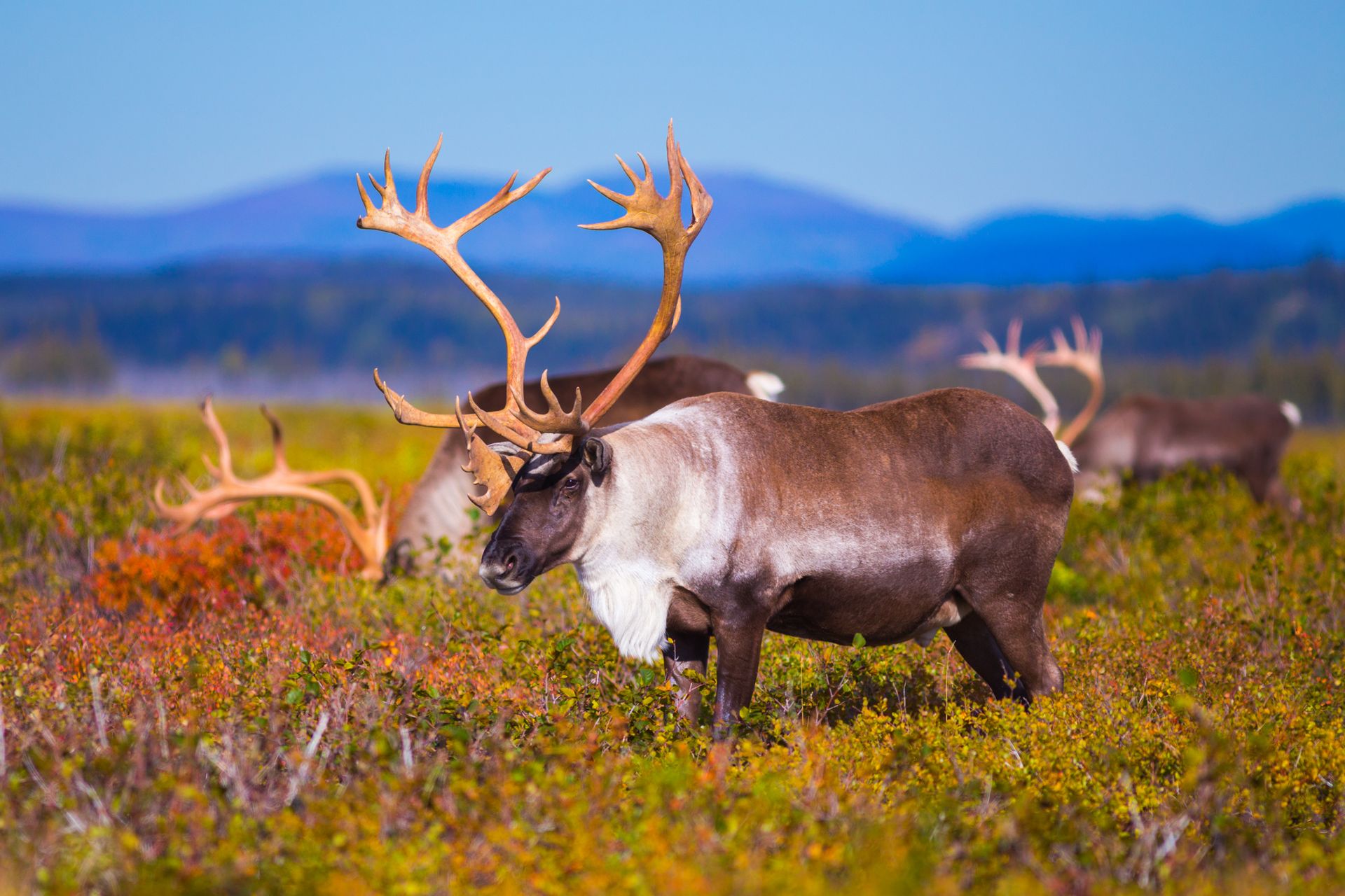 Alaskan Adventures | The Lodge at Black Rapids