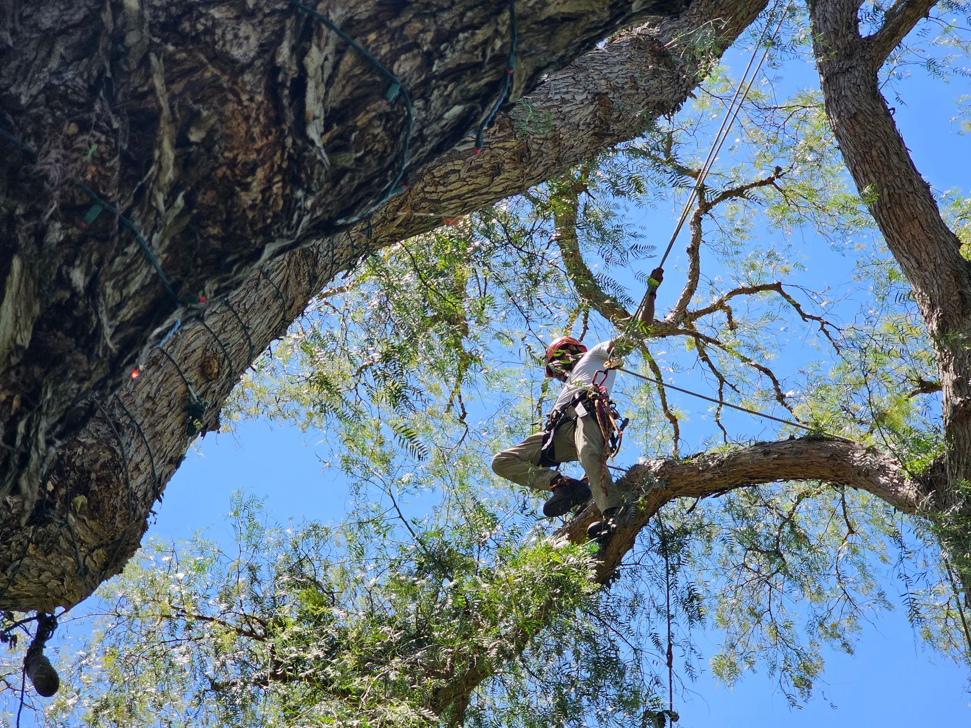 Professional Commercial Tree Services in San Diego, CA