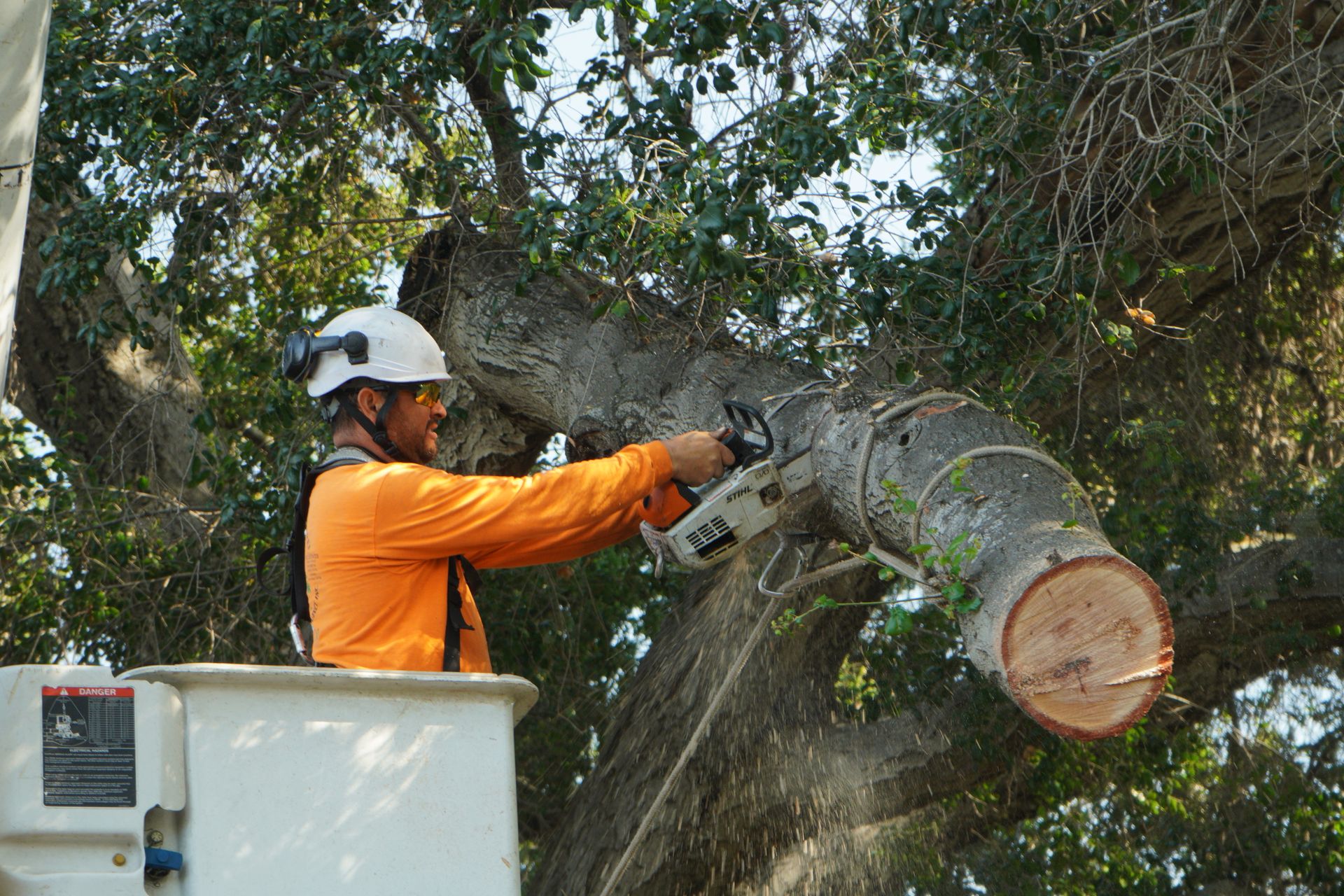 Professional Commercial Tree Services in San Diego, CA