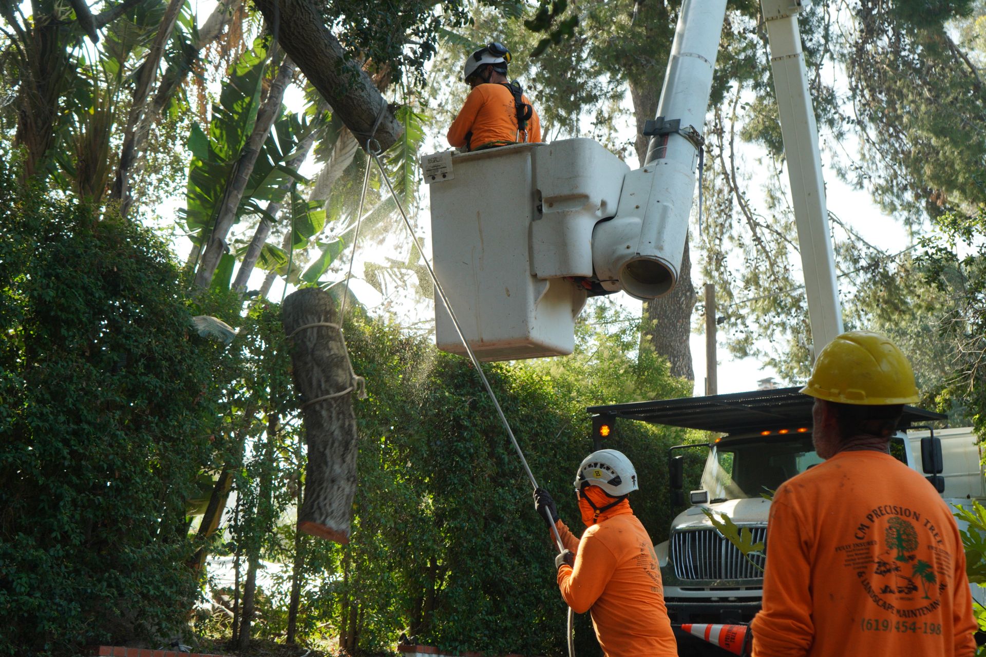 Professional Commercial Tree Services in San Diego, CA