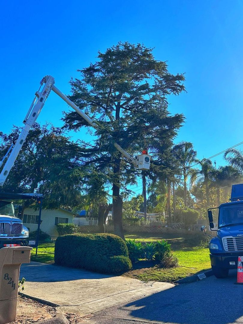 Professional Commercial Tree Services in San Diego, CA