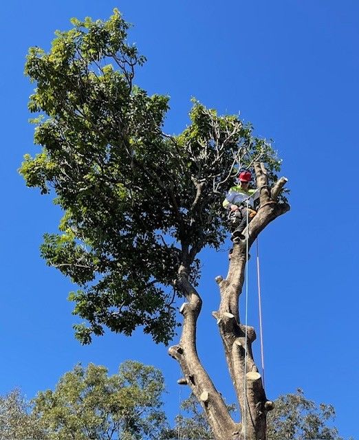 Tree Loppers Sydney | Qualified Arborists & Tree Services | Treepeeps ...