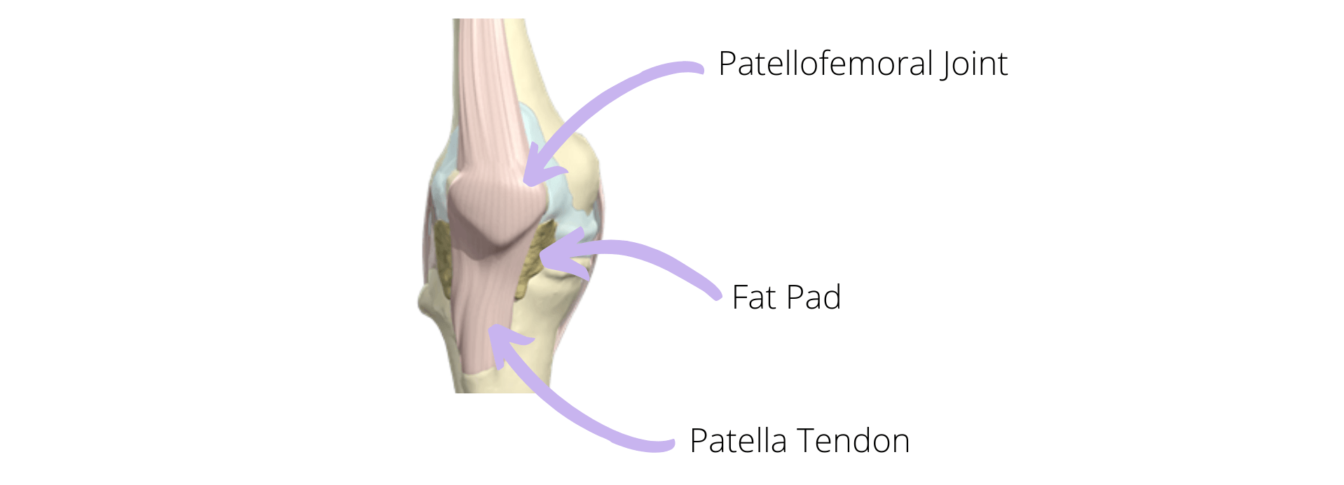 KNEE PAIN - Your complete guide!