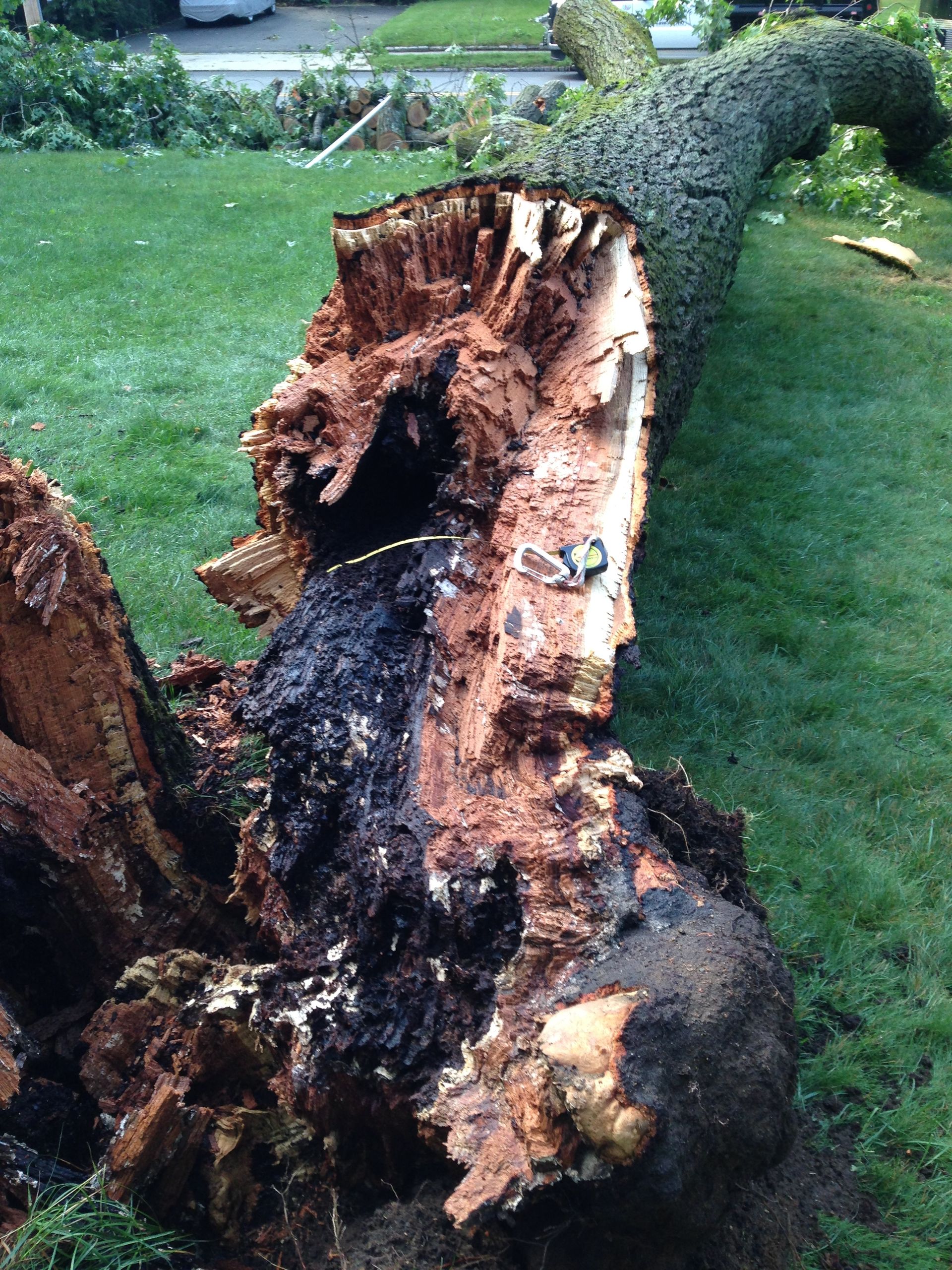 Understanding Tree Rot: Causes and Consequences