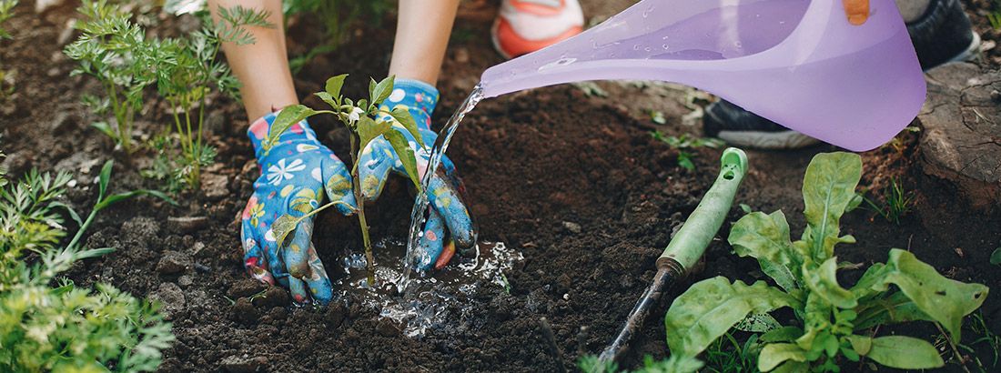 Tree and Shrub Fertilization FAQs : What, When, Why and How?