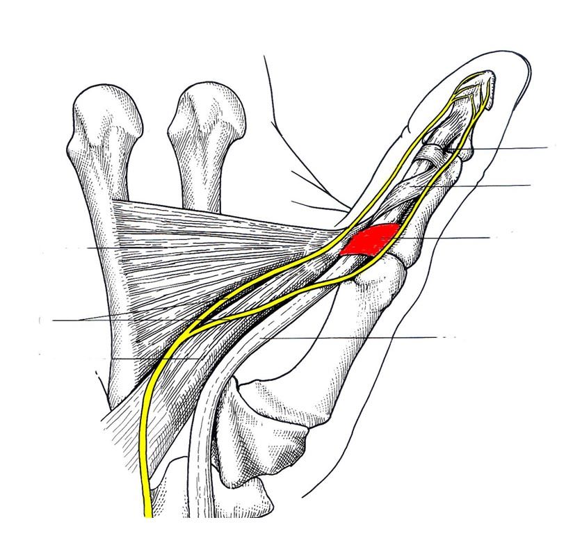 Chirurgo Ortopedico | Dott. Fagetti Alessandro | Varese