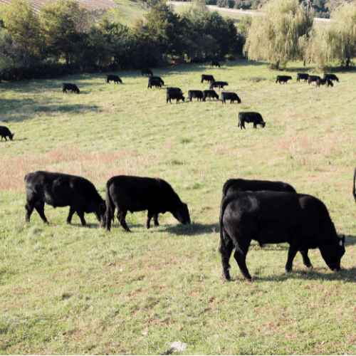 Home [bar47beef.com]