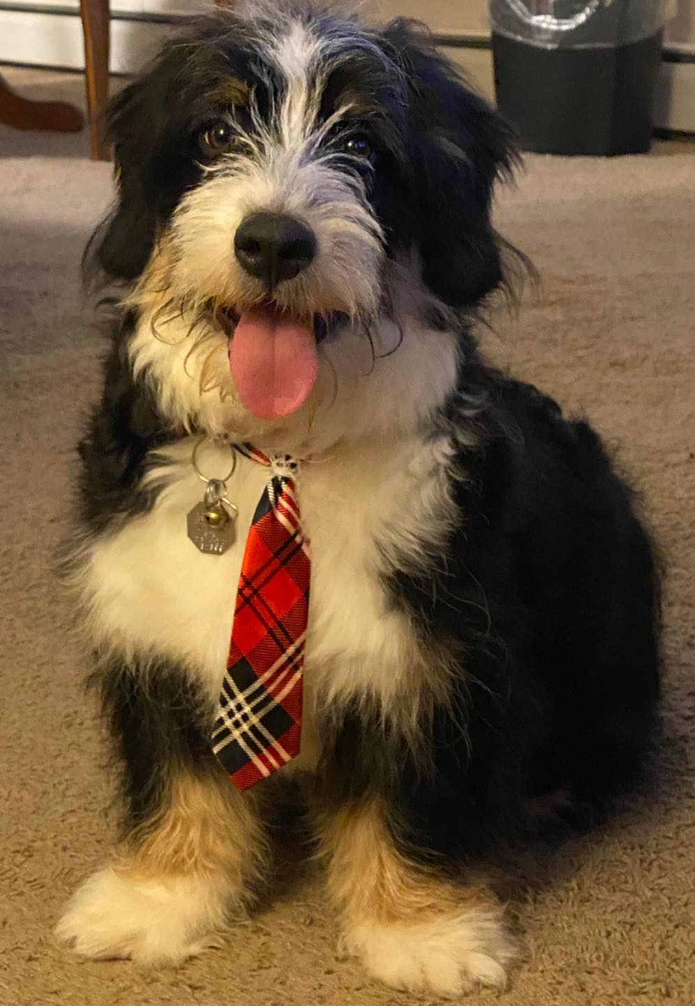 Home [www.fieldofdreamzdoodles.com]