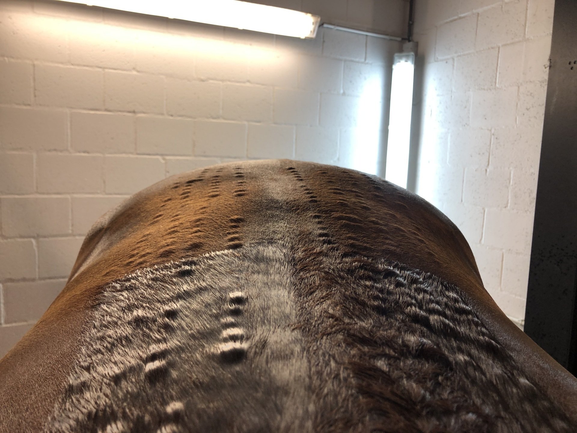 Paardendierenarts Equine vet Lucas Troch