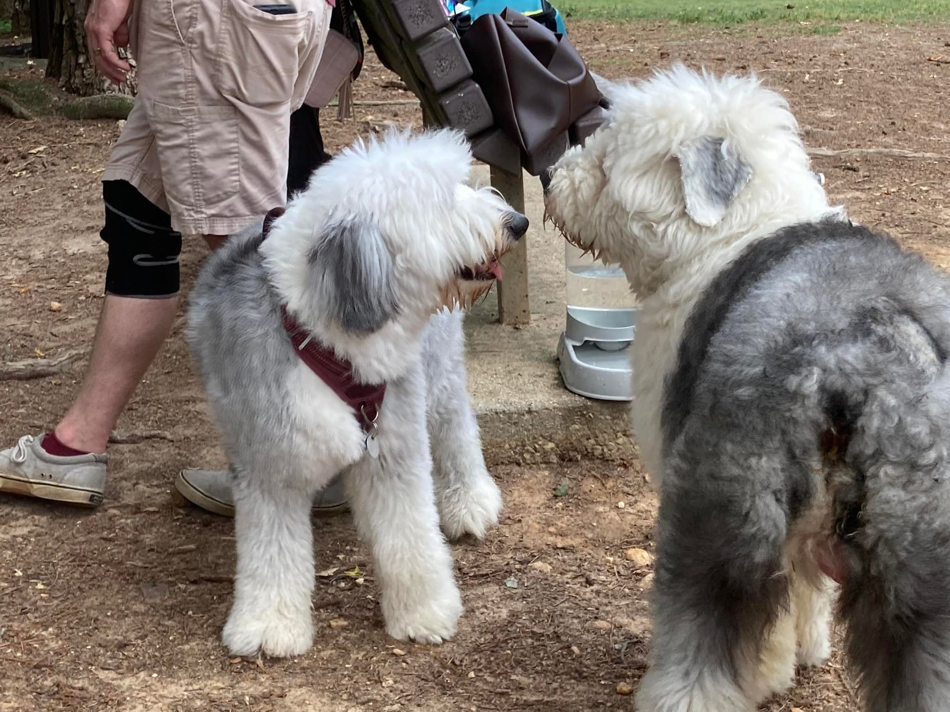 Old English Sheepdog Rescue Network of the Southeast