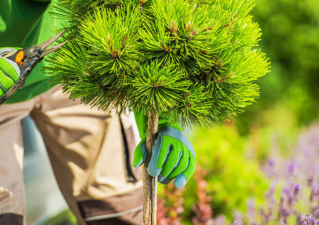Colorado Tree Types | Denver CO, Aurora CO