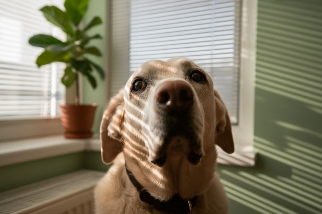 Top 10 Dog Proof Window Blinds: Durable and Pet-Friendly