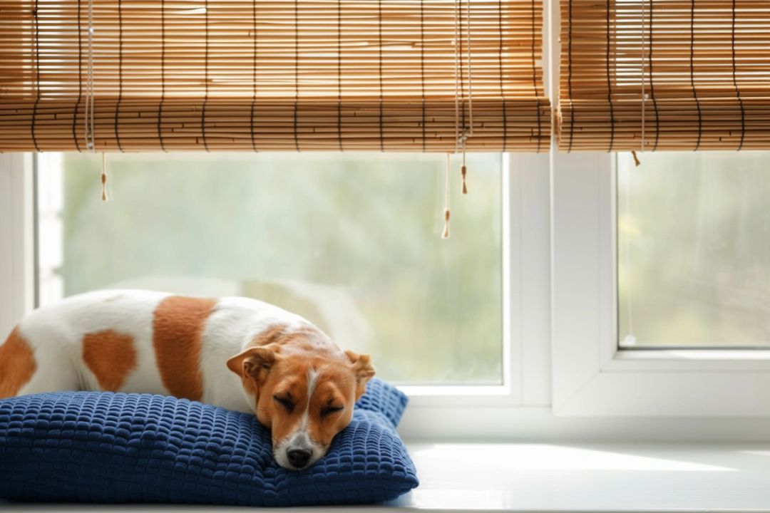 Top 10 Dog Proof Window Blinds: Durable and Pet-Friendly