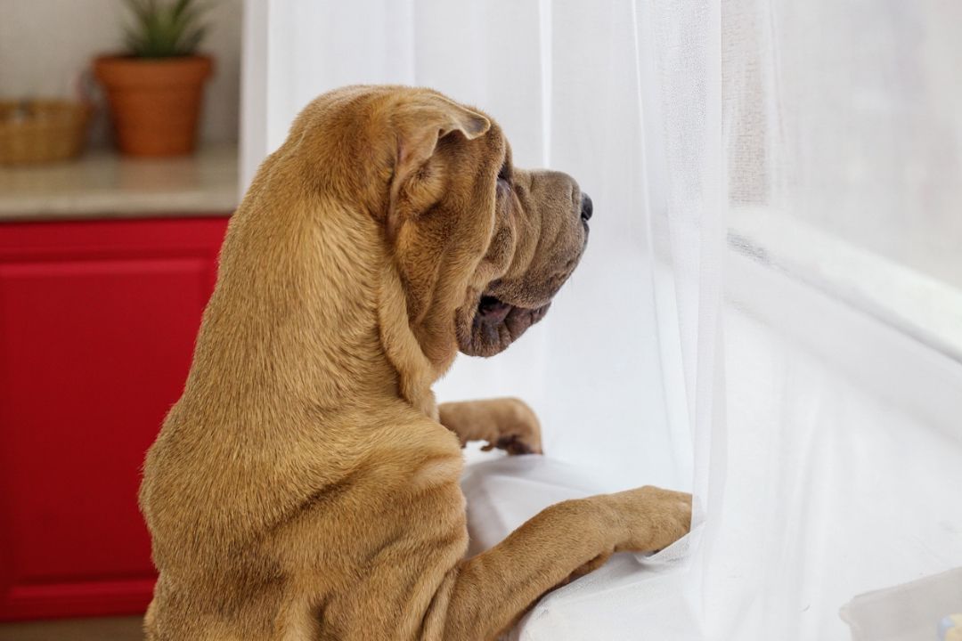 Top 10 Dog Proof Window Blinds: Durable and Pet-Friendly