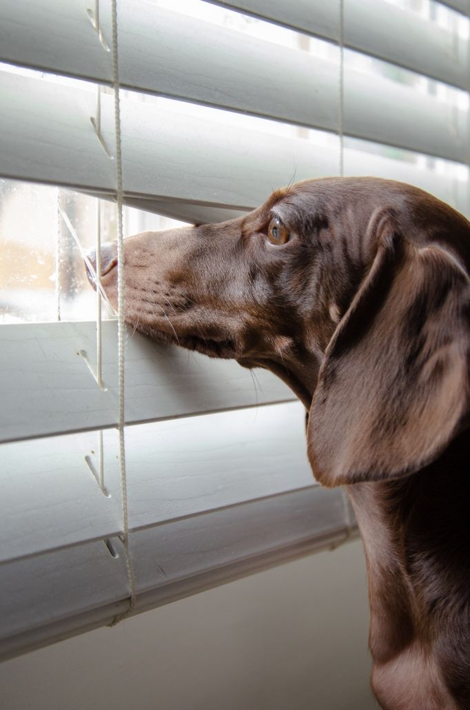 Top 10 Dog Proof Window Blinds: Durable and Pet-Friendly