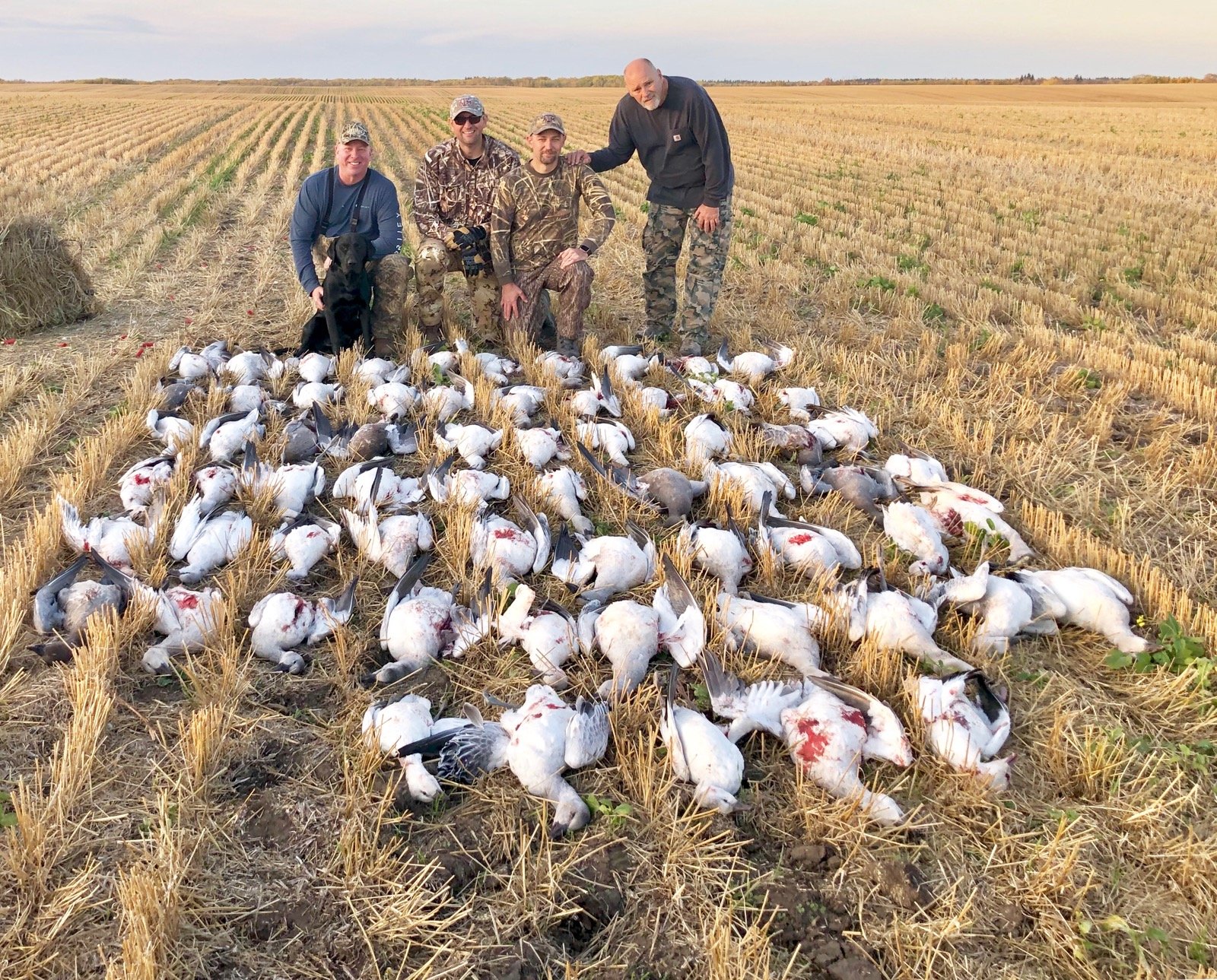 Canada Goose Hunts - Guided Waterfowl Hunting in Canada