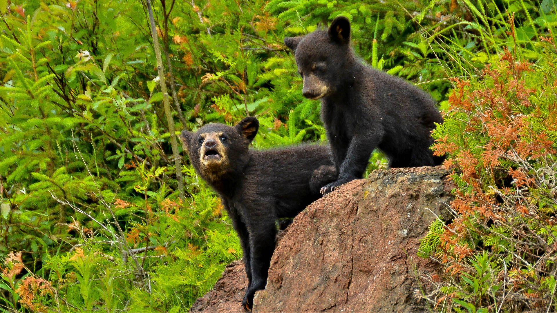 Algoma Highlands Conservancy - Bearly Awake: Bears and Torpor