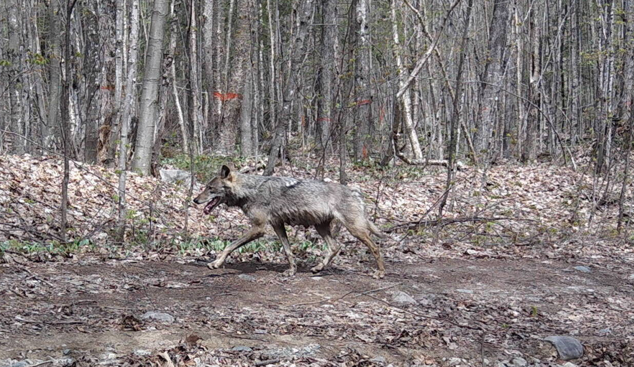 Algoma Highlands Conservancy - The Mysterious Life of a Mother Wolf