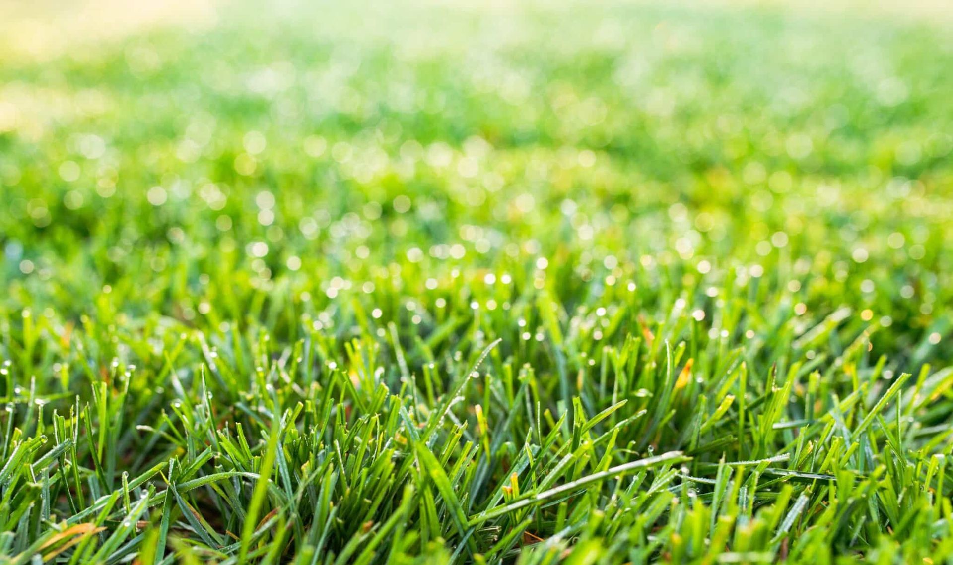 Premium Sod | Highland Sod Farms | Elizabethtown, KY