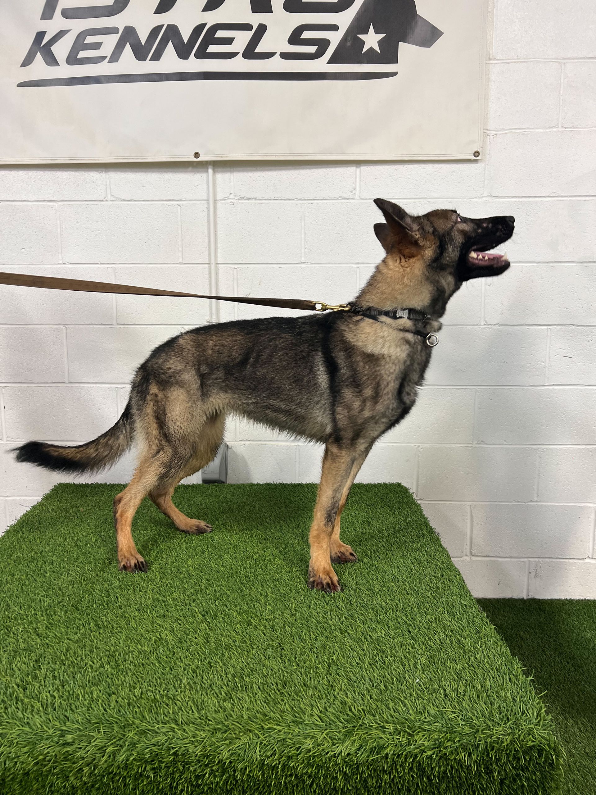 Available Working Dogs