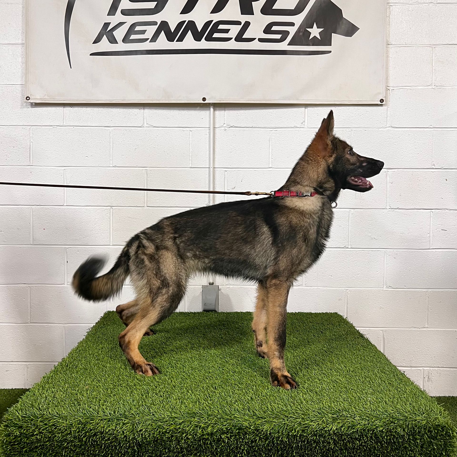 Available Working Dogs