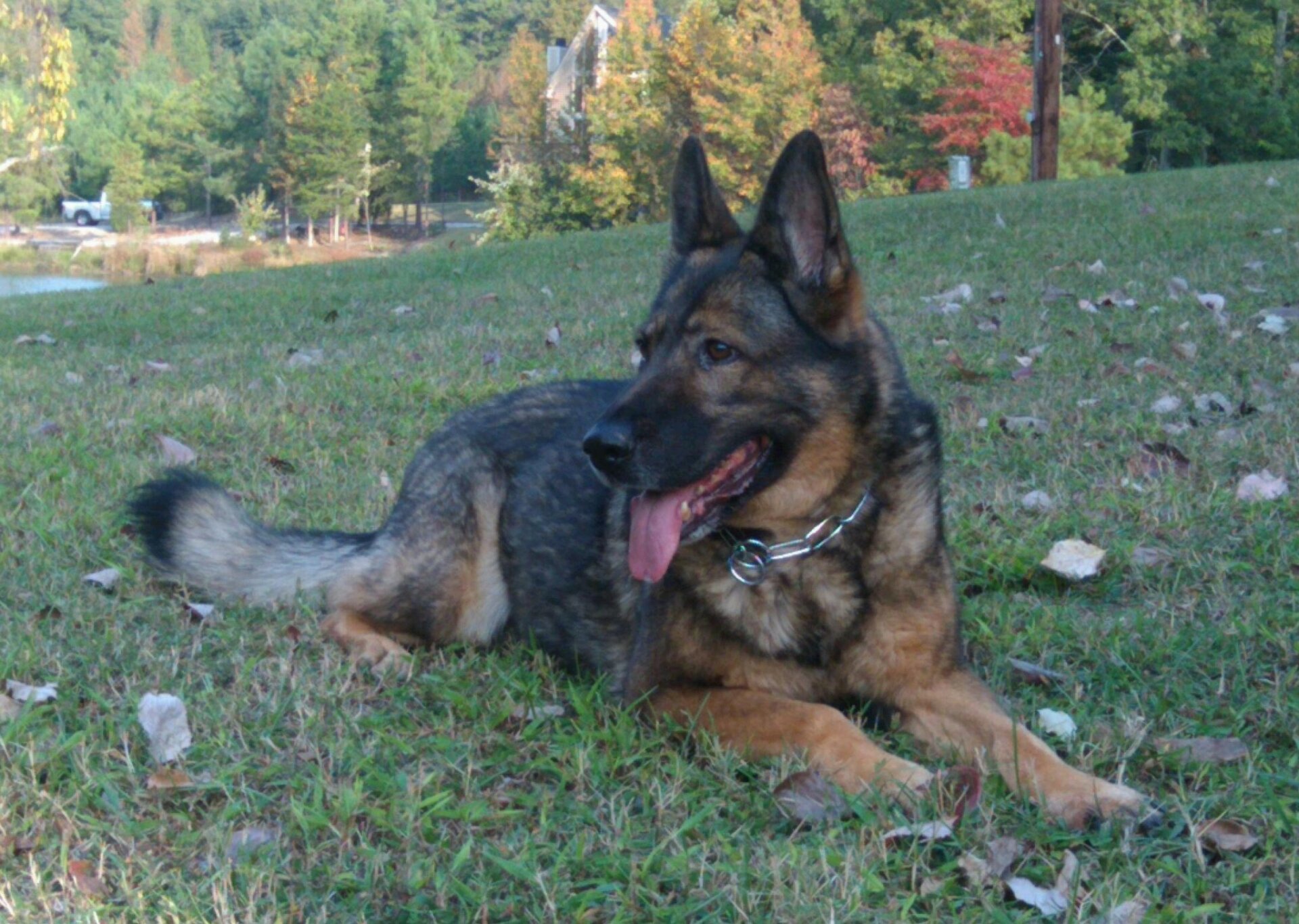 Original Astro Dogs