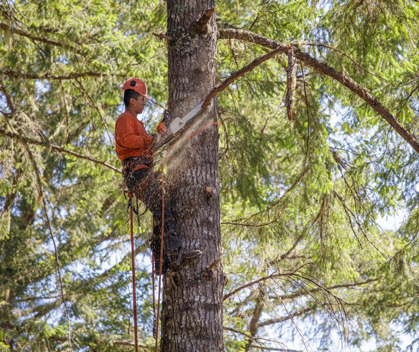 Tree Services – Columbus, OH – A Woman’s Touch Tree Care