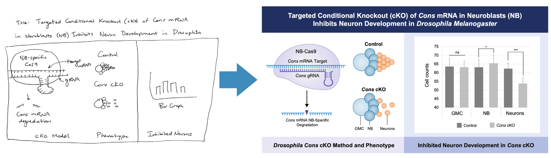 How to Make Professional Graphical Abstracts in PowerPoint and Adobe ...
