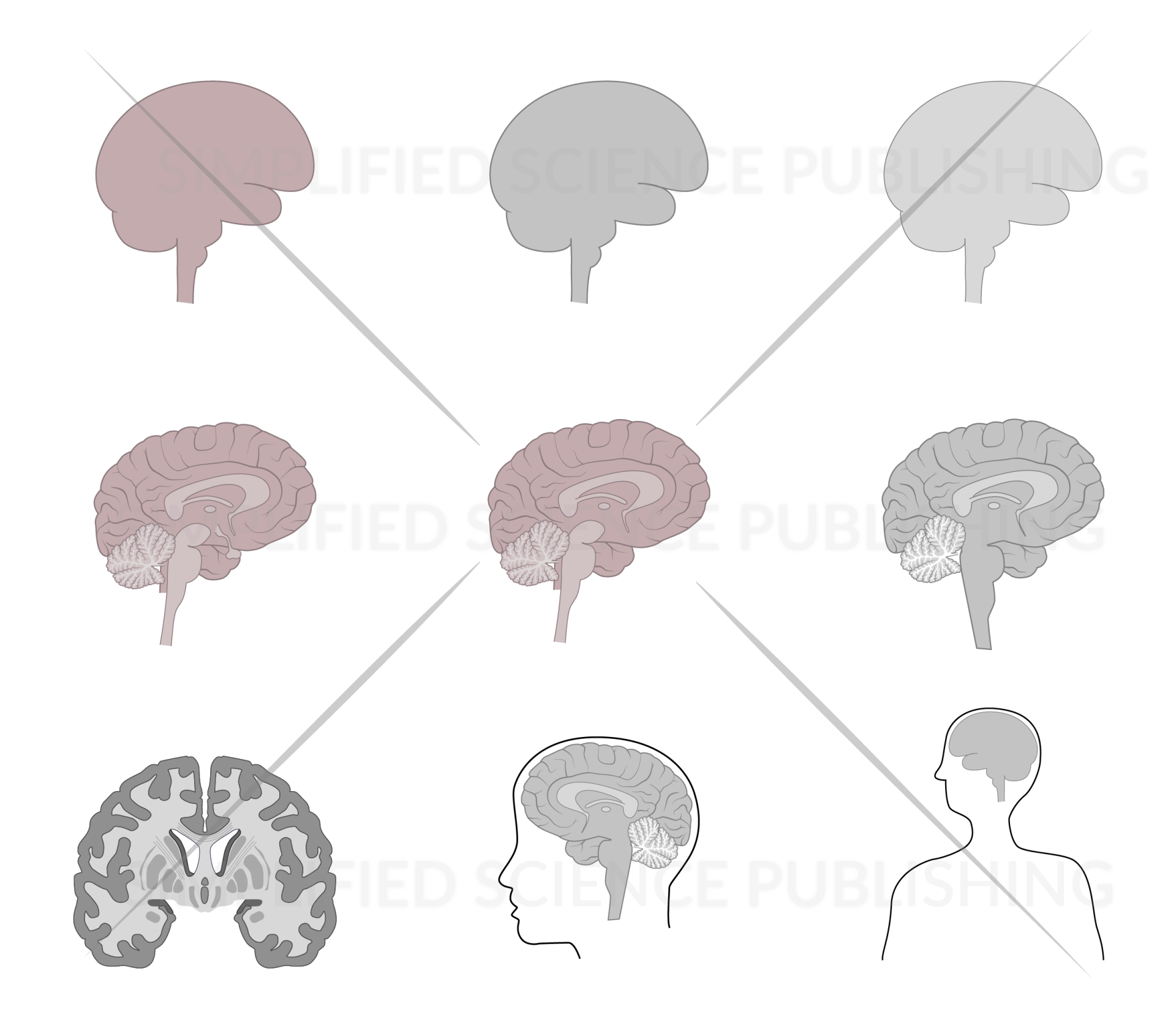 Scientific Drawings of Animals and Research Illustrations
