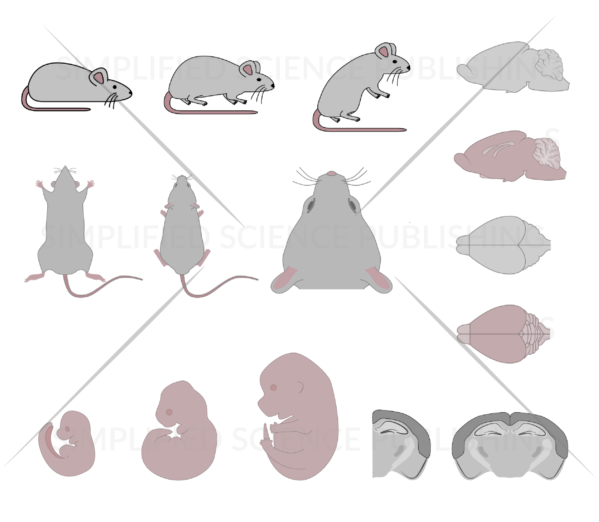 Scientific Drawings of Animals and Research Illustrations