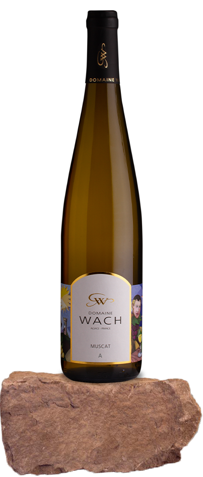 Muscat d'Alsace - Domaine Wach