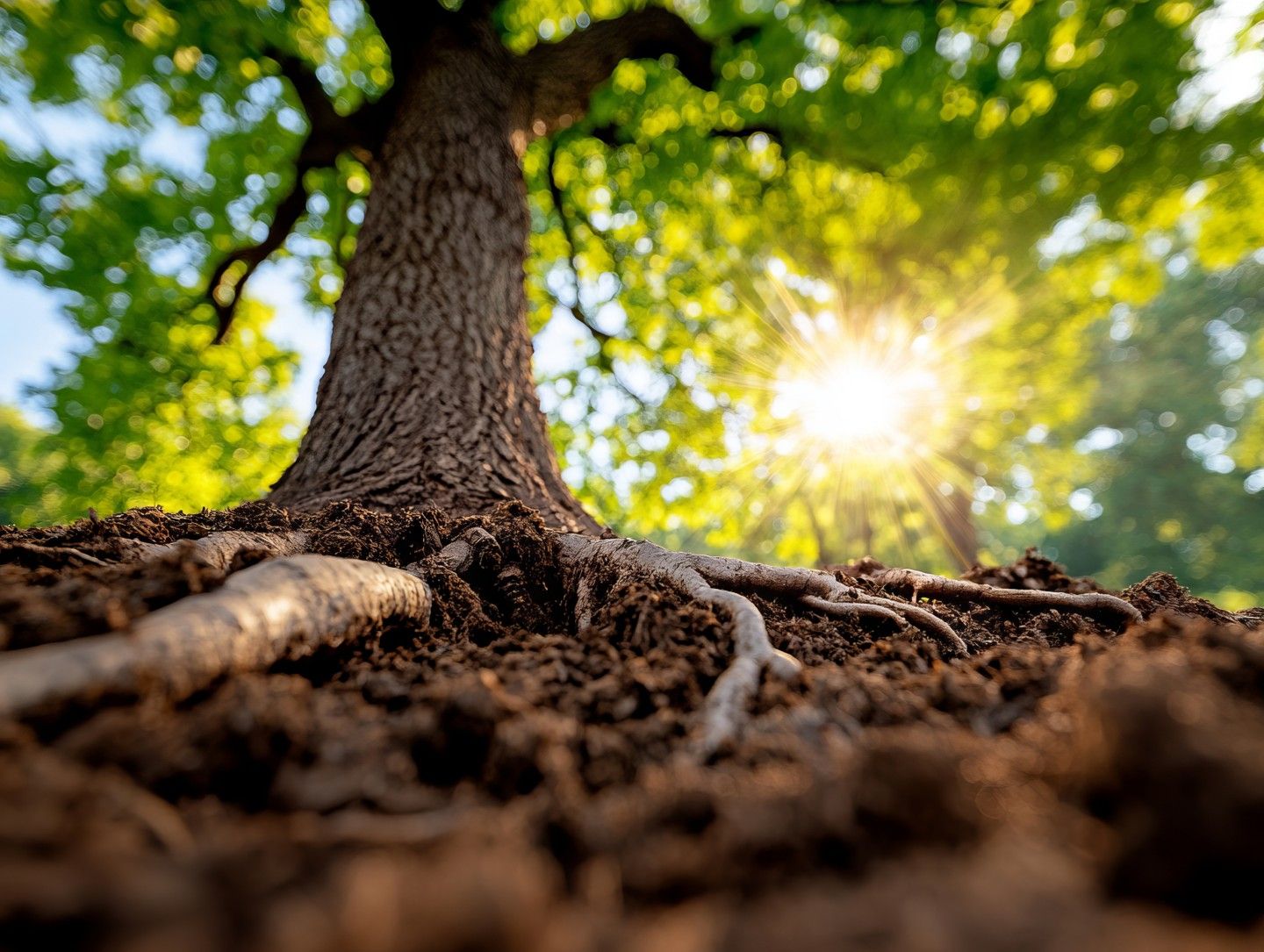 Is Poor Soil Quality Stressing Out Your Trees?