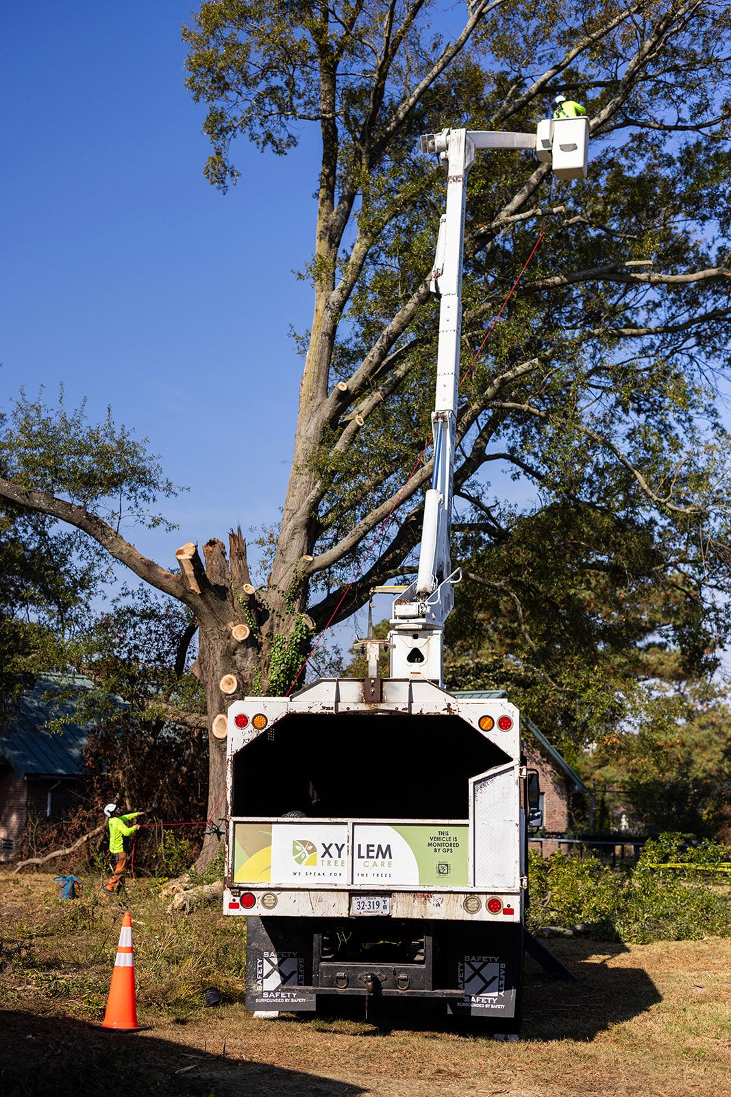 Tree Care | Norfolk, VA | Xylem Tree Care